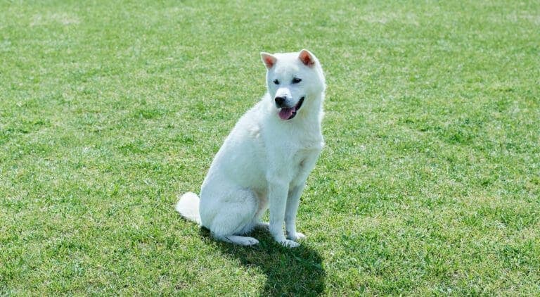 Dogs and Japanese Cultures – Japan House London
