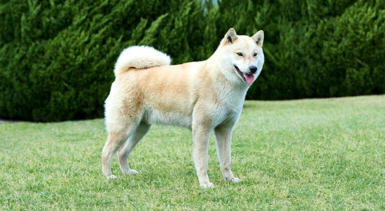 Dogs and Japanese Cultures – Japan House London