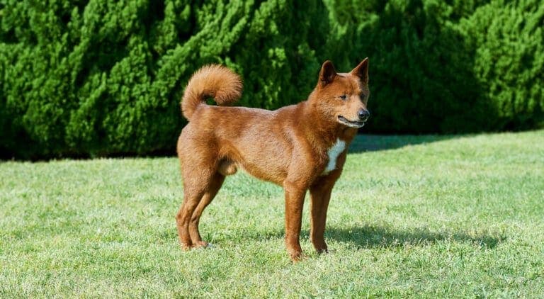 Dogs and Japanese Cultures – Japan House London