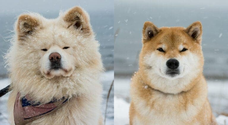Dogs and Japanese Cultures – Japan House London